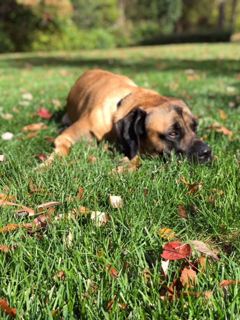 Pet Of The Week | Carson - Around Ambler