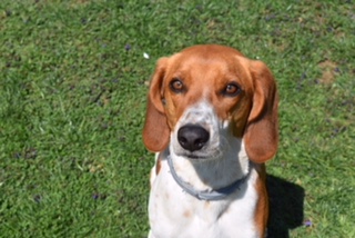 Pet of the Week | Wrigley - Around Ambler