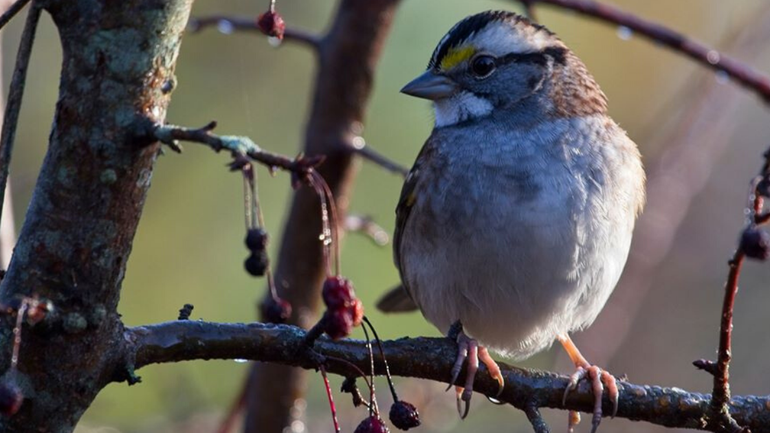 Great Backyard Bird Count - Around Ambler