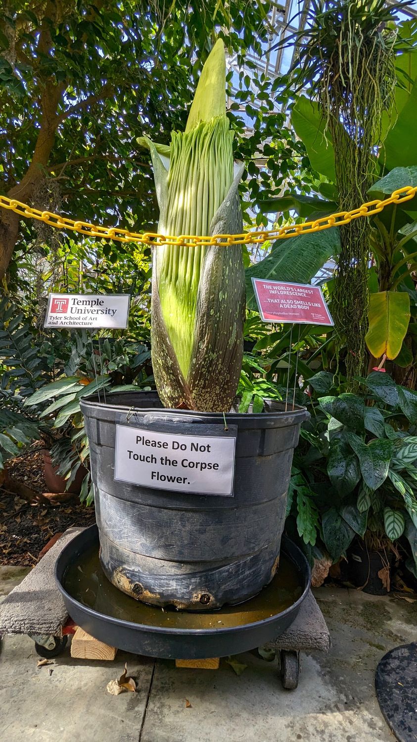 Corpse flower to bloom very soon at Temple Ambler - Around Ambler