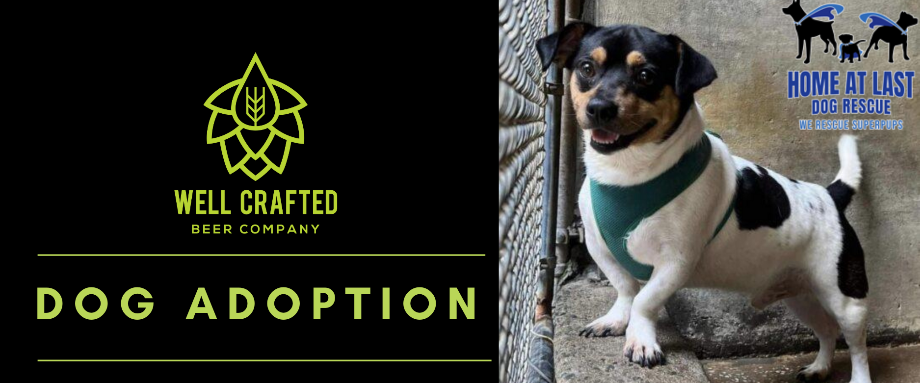 Dog Adoption Event at Well Crafted Beer Company - Around Ambler